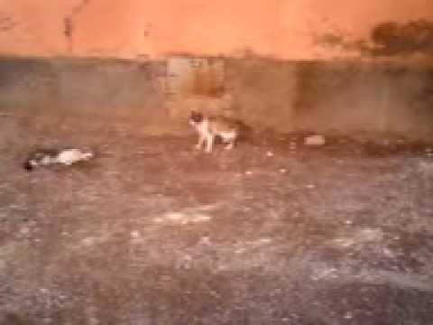 ightisab fi ouarzazate