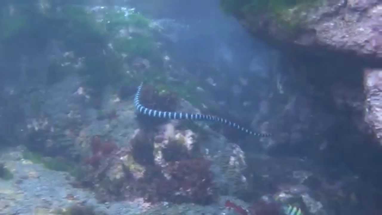 海蛇游泳 黑唇青斑海蛇 laticauda laticaudata (black-lipped sea krait) - YouTube