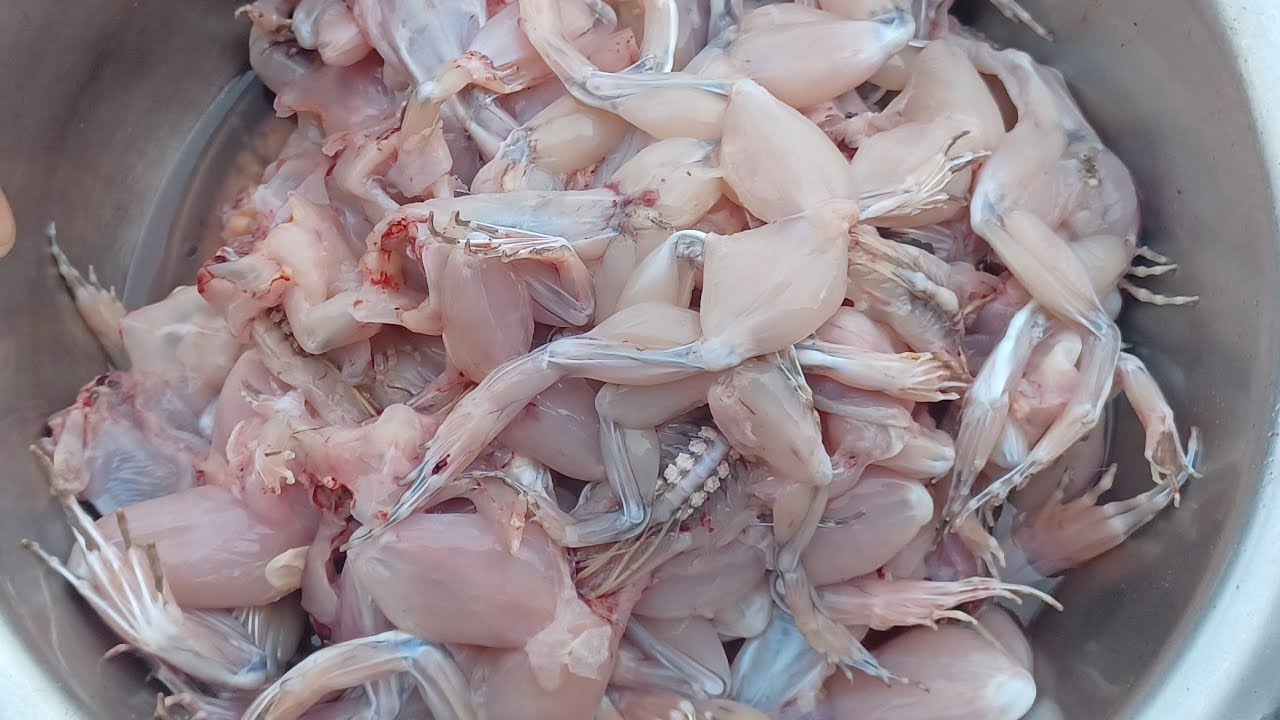 Cutting Frog open out skin for cooking. - YouTube