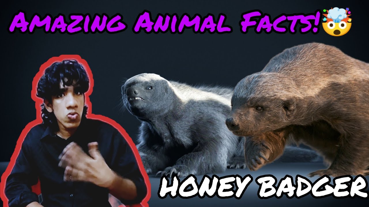 Honey Badger | No Fear | Specify an Animal | Indian sign language #A06 ...