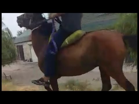 Yorga Atlar Delieser (Kurdemir) Gonderdi Allahveren