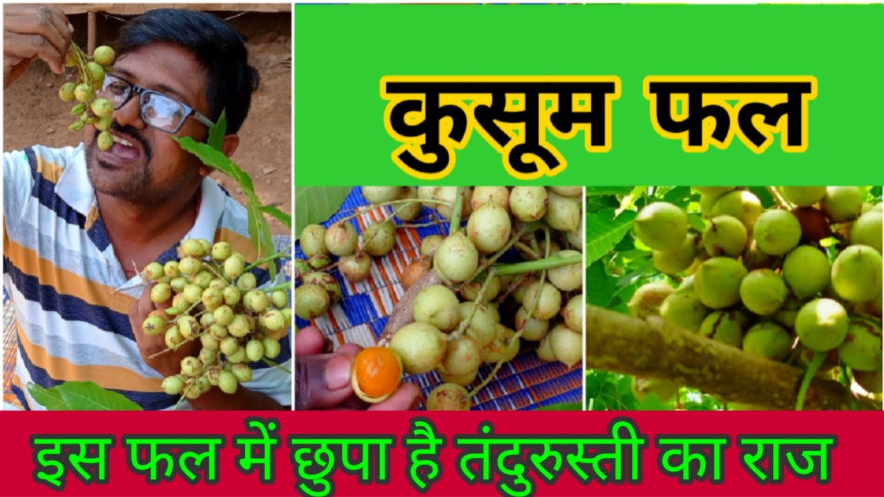 कुसुम फल / kusum fal jagdalpur bastar - YouTube