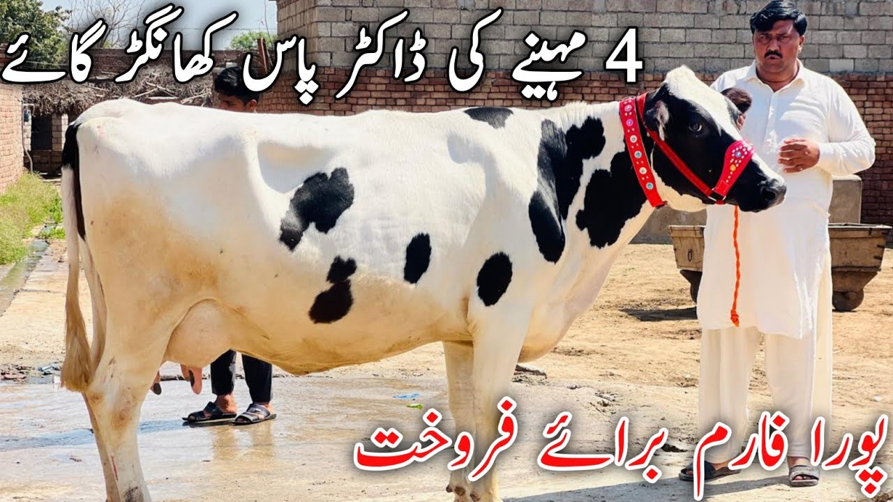 Rana Dairy Farm | Khanger cows For sale | American cows | Buffalo ...