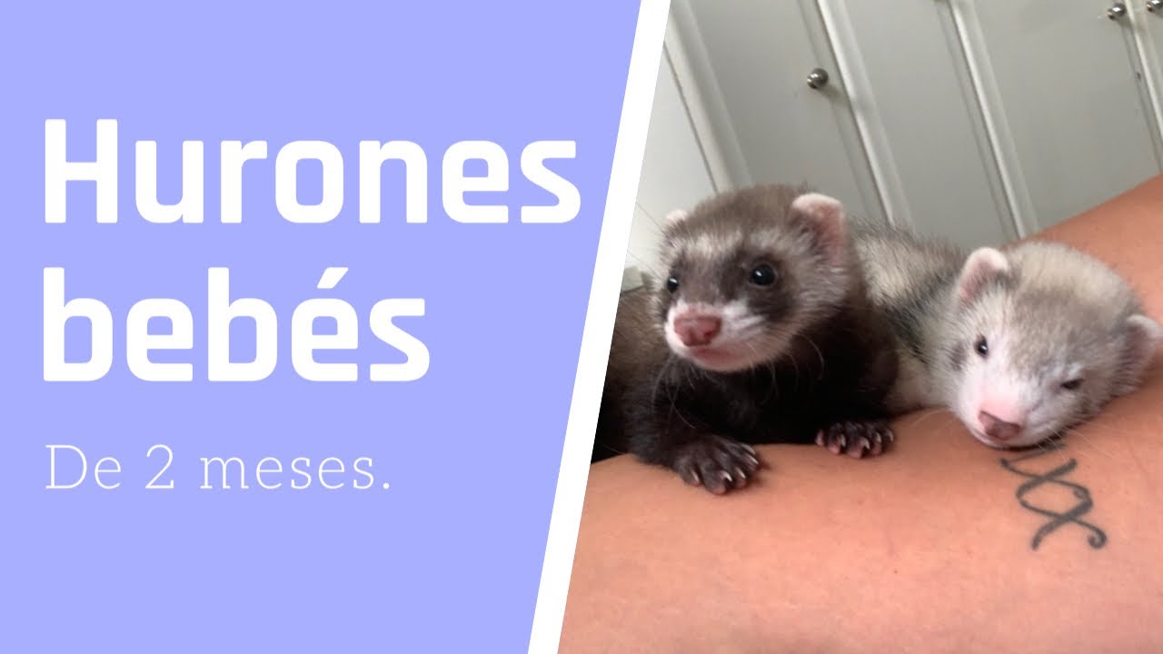 Hurones bebés jugando 🐾 ️ - YouTube