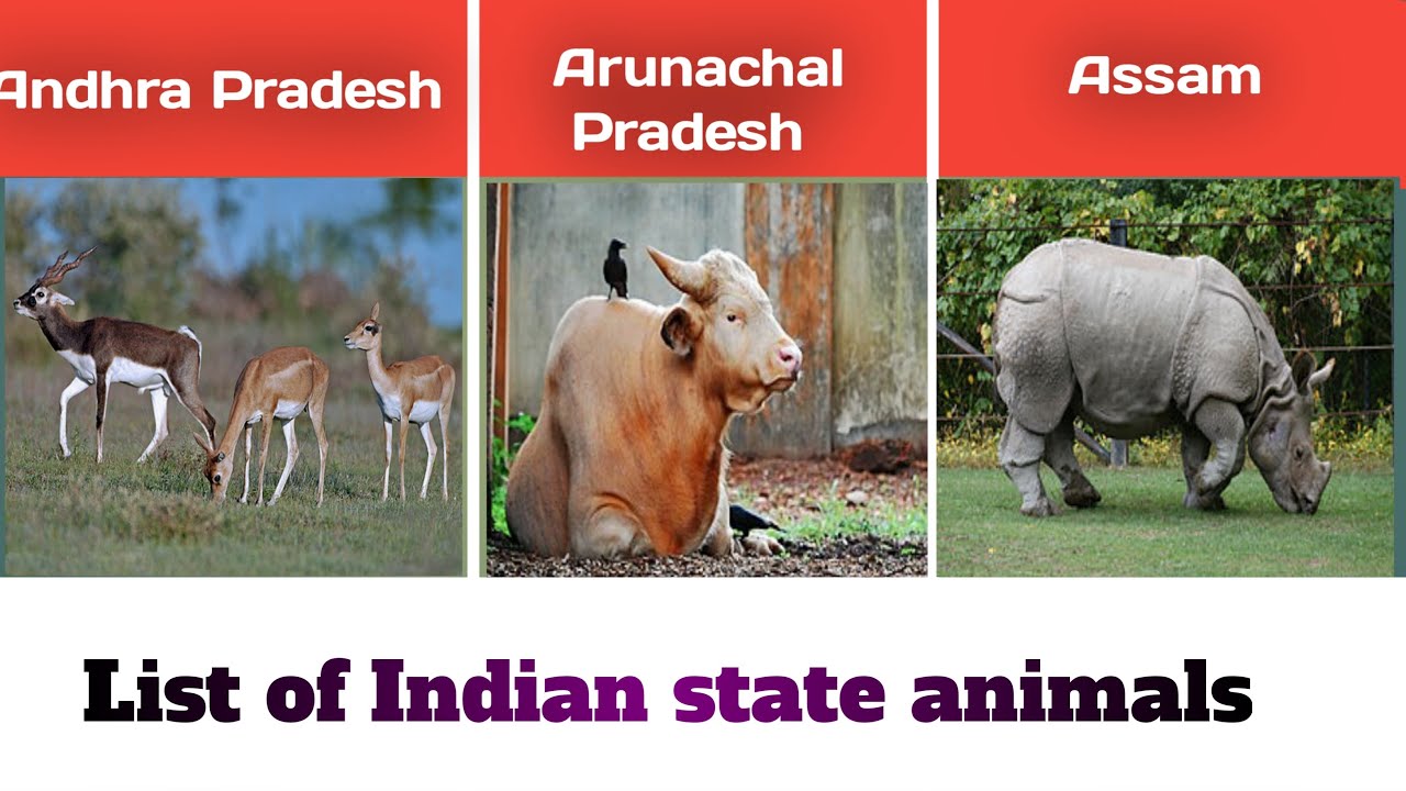 List of Indian state animals comparison - YouTube