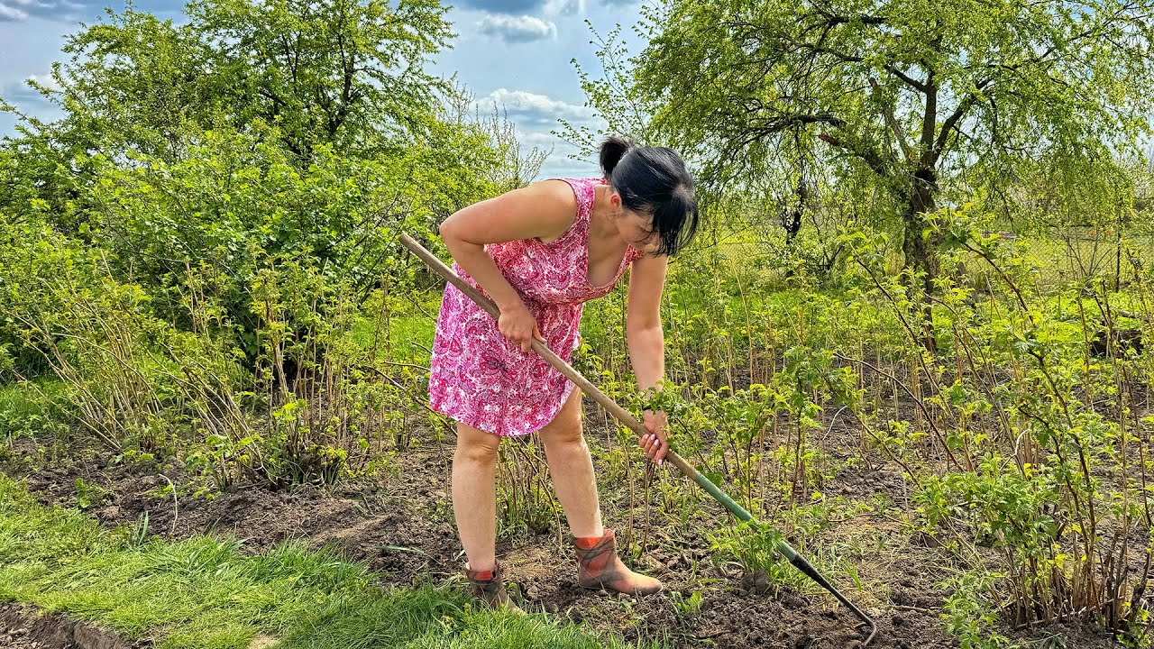 My wife started weeding in the garden. Spring garden cleaning work - YouTube