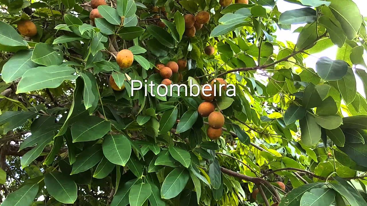 A Pitombeira - YouTube