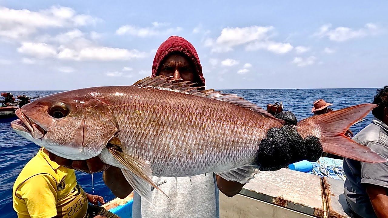 Hand Line Fishing at 250 Deep for Rosy Snapper - YouTube