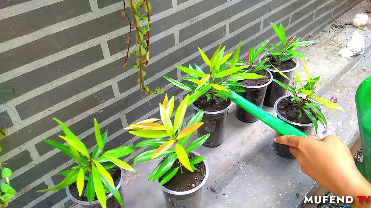 Begini Ternyata Cara Gampang Stek Pucuk Merah Anti Gagal - 1 Batang ...