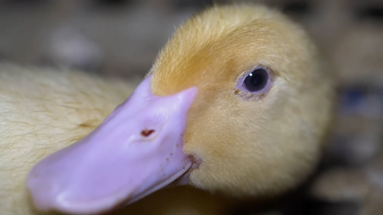 Dominion (2018): Ducks - YouTube