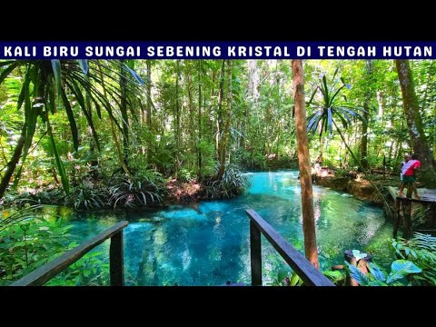 KALI BIRU RAJA AMPAT || Sungai Sejernih Kristal Di Tengah Hutan Belantara Raja Ampat Papua