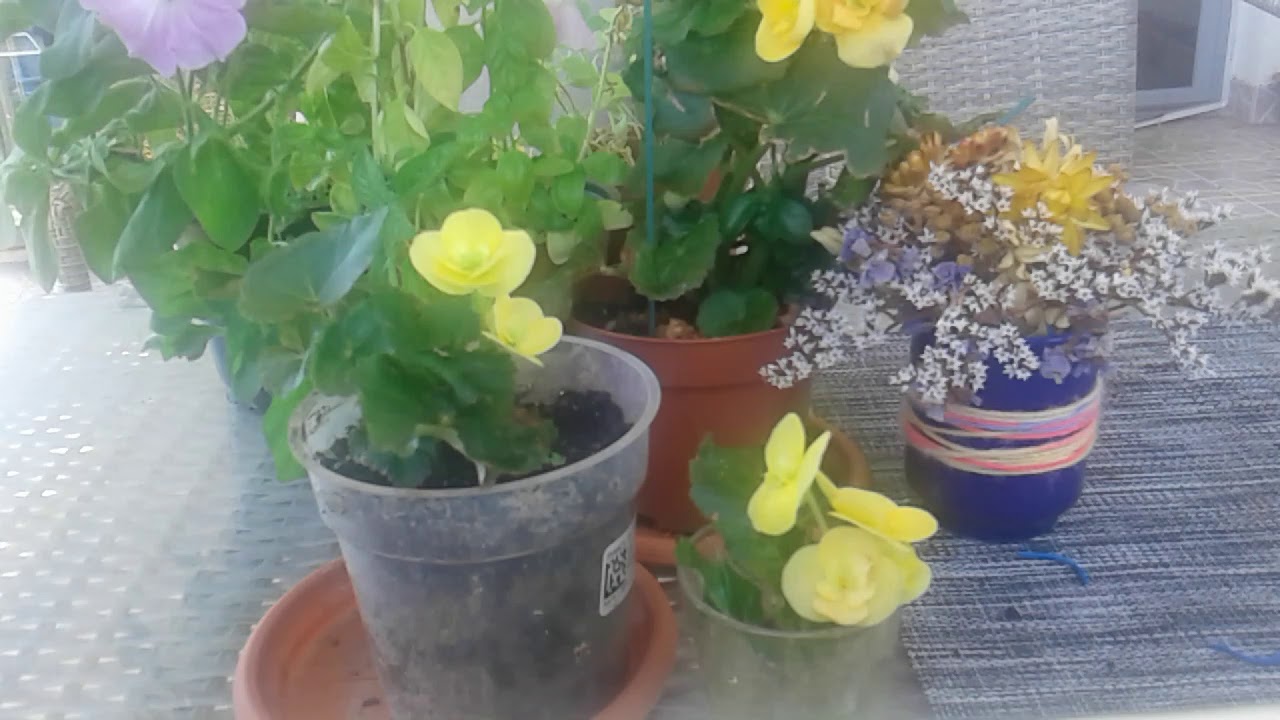 Metoda rapida de inmultire pentru muscate si begonii - YouTube