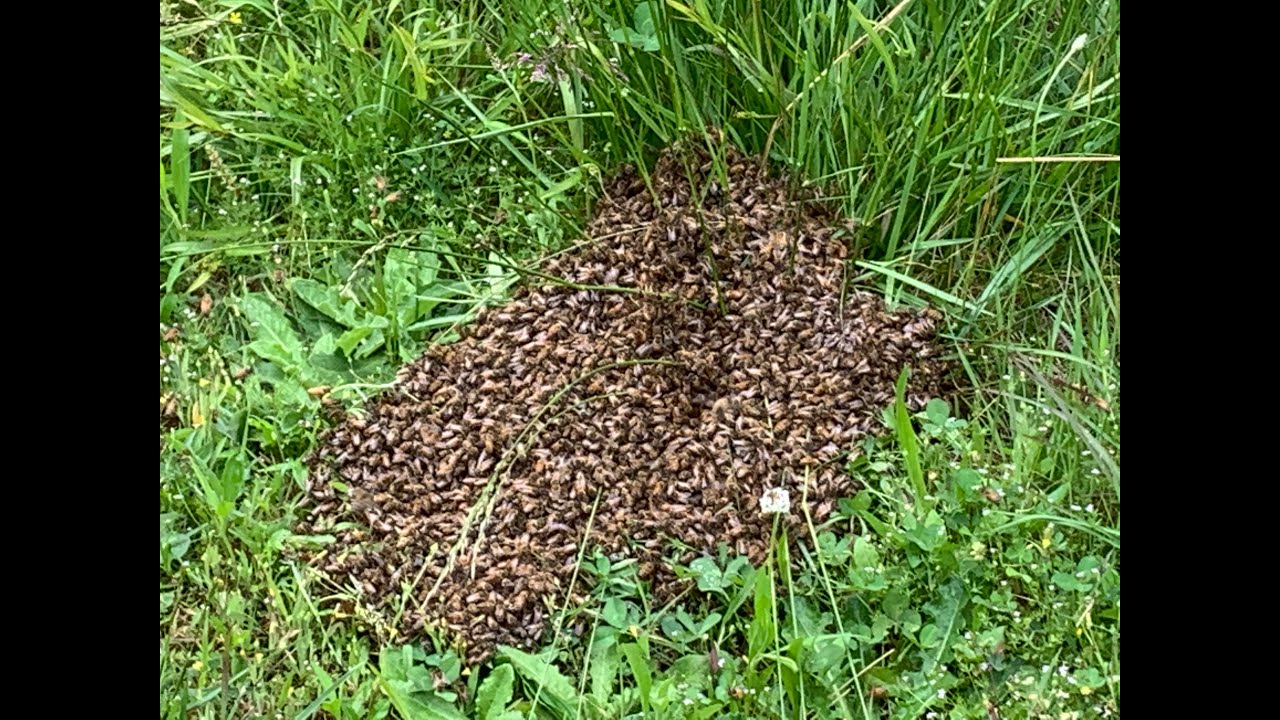 Brother B's Bees: The Ground Swarm - Trying to outrun a storm - YouTube