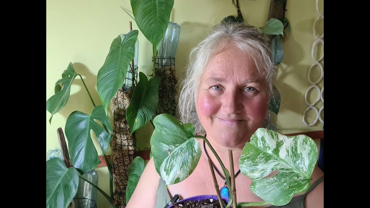 Propagation, chimeric variegation explained, my potting mix, seedlings ...