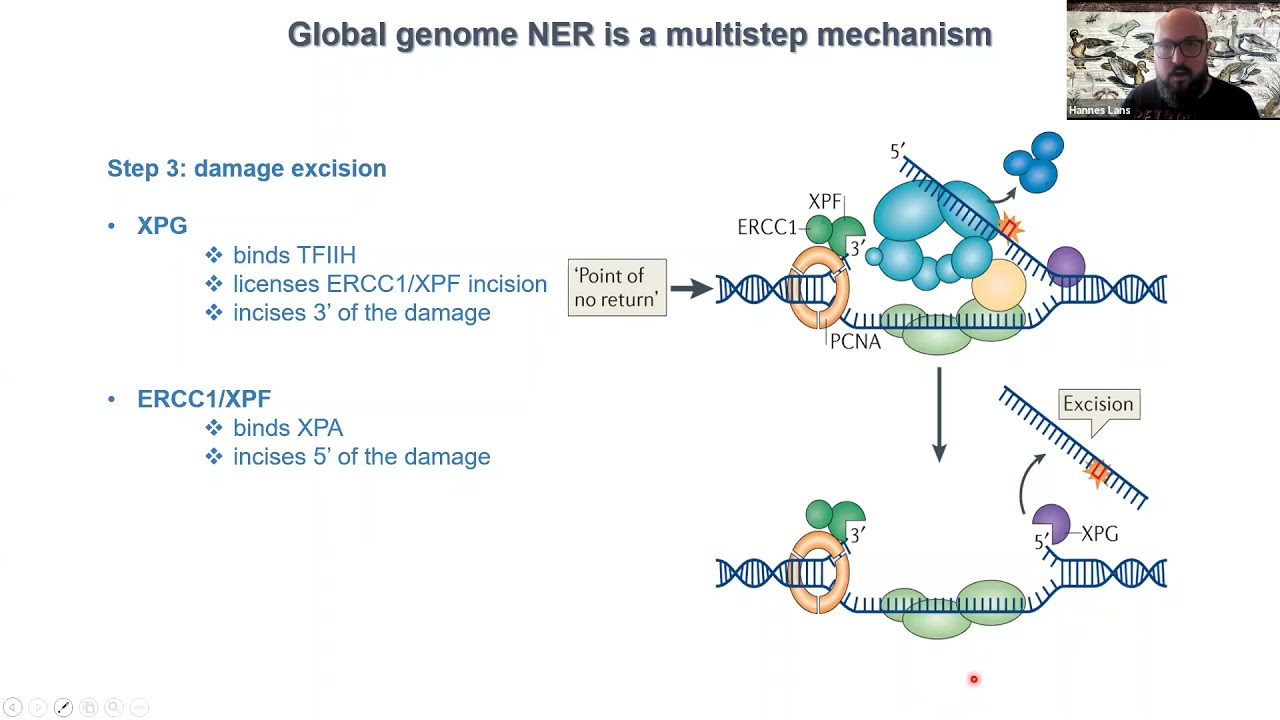 Nucleotide Excision Repair