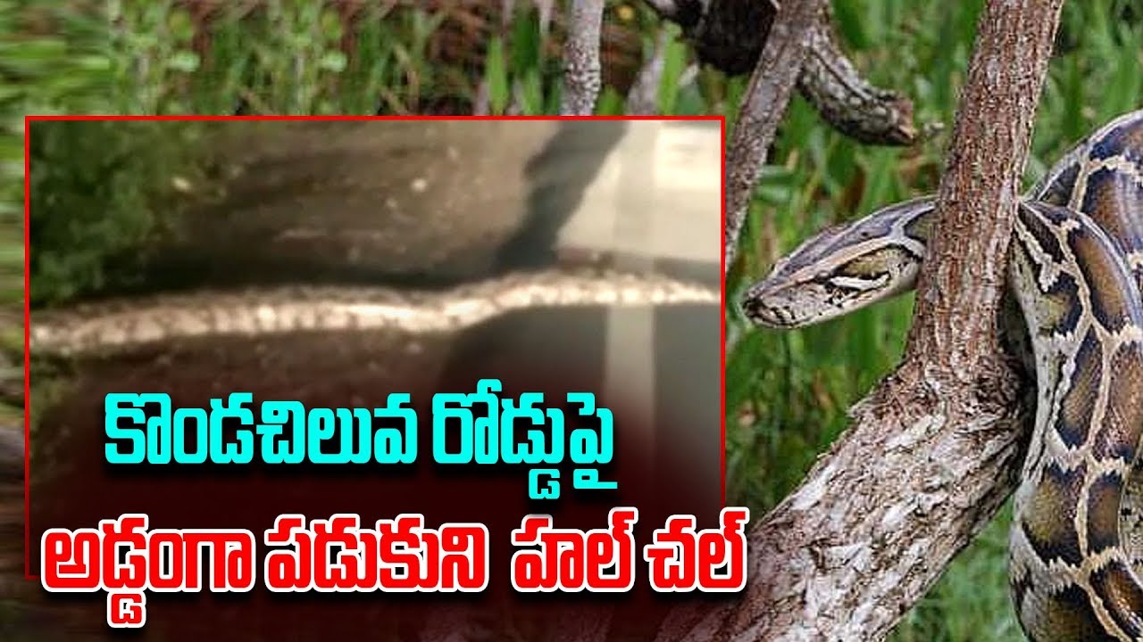 Big snake Python ( Konda Chiluva) Hulchal at Srisailam Road Near ...
