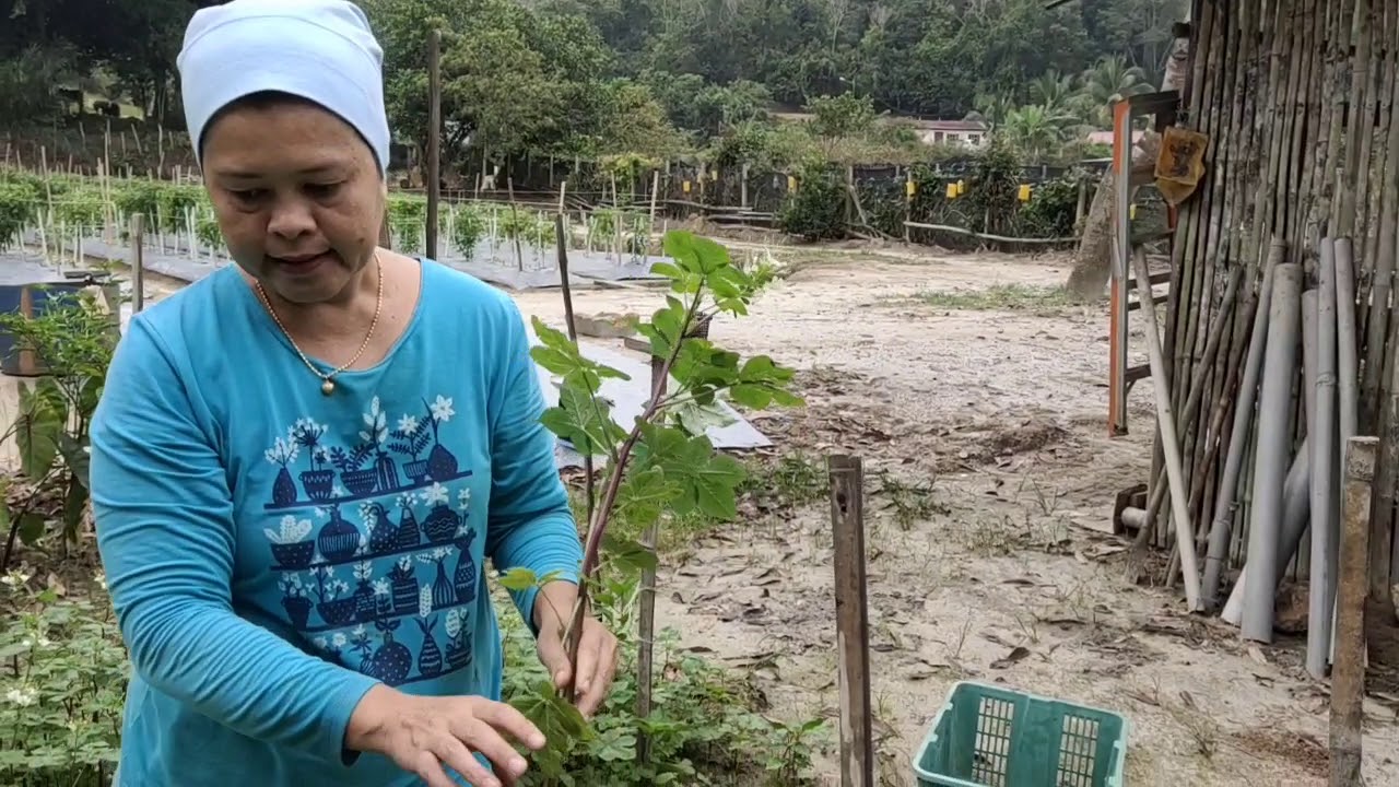 45) Sayur Maman, Tuai Usia 30 Hari Setelah Tabur Benih. - YouTube