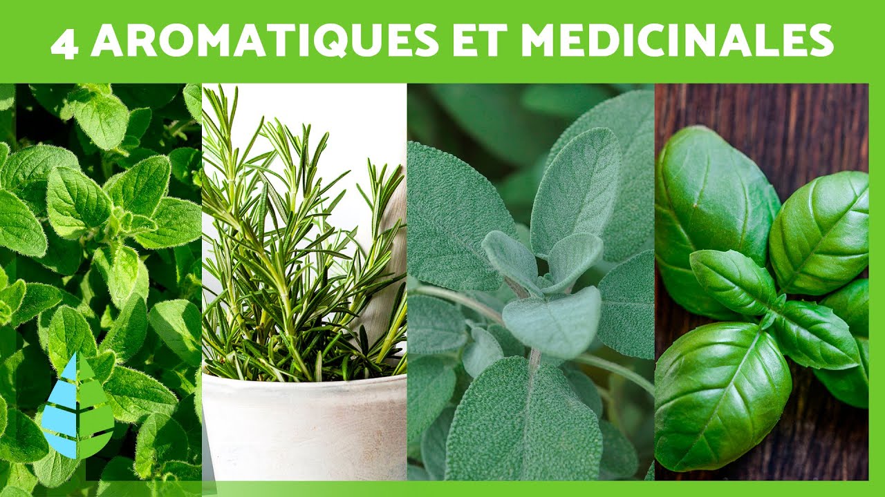 4 PLANTES AROMATIQUES et MÉDICINALES et leurs BIENFAITS sur la SANTÉ 🌿 ...
