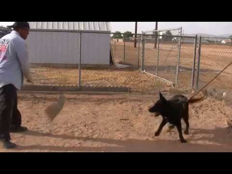 K9 Training Camacho Bite Work #3 - YouTube