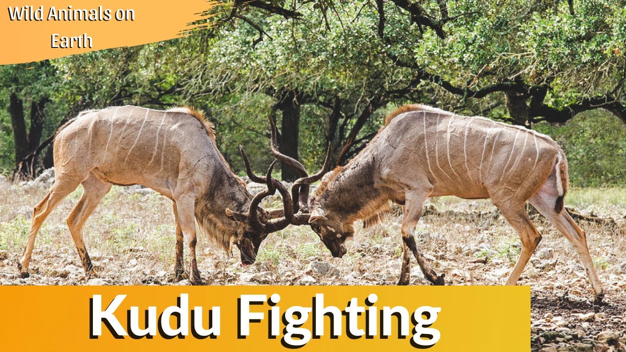 Male Kudu Antelope Fighting | Wild Animals on Earth - YouTube