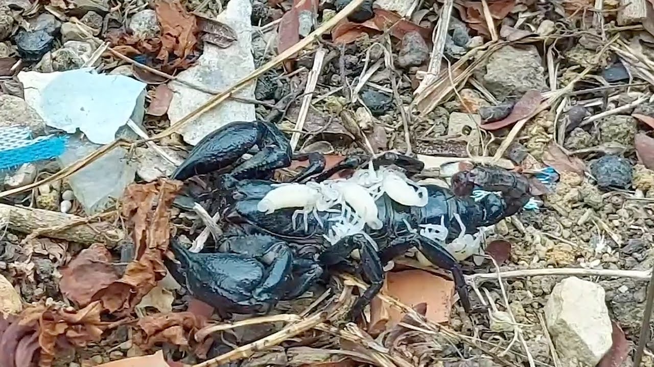 Mother Scorpion Carries Babies On Back - YouTube