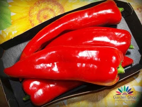 Kurtovska kapia peppers - seeds of peppers for salad with roasted ...