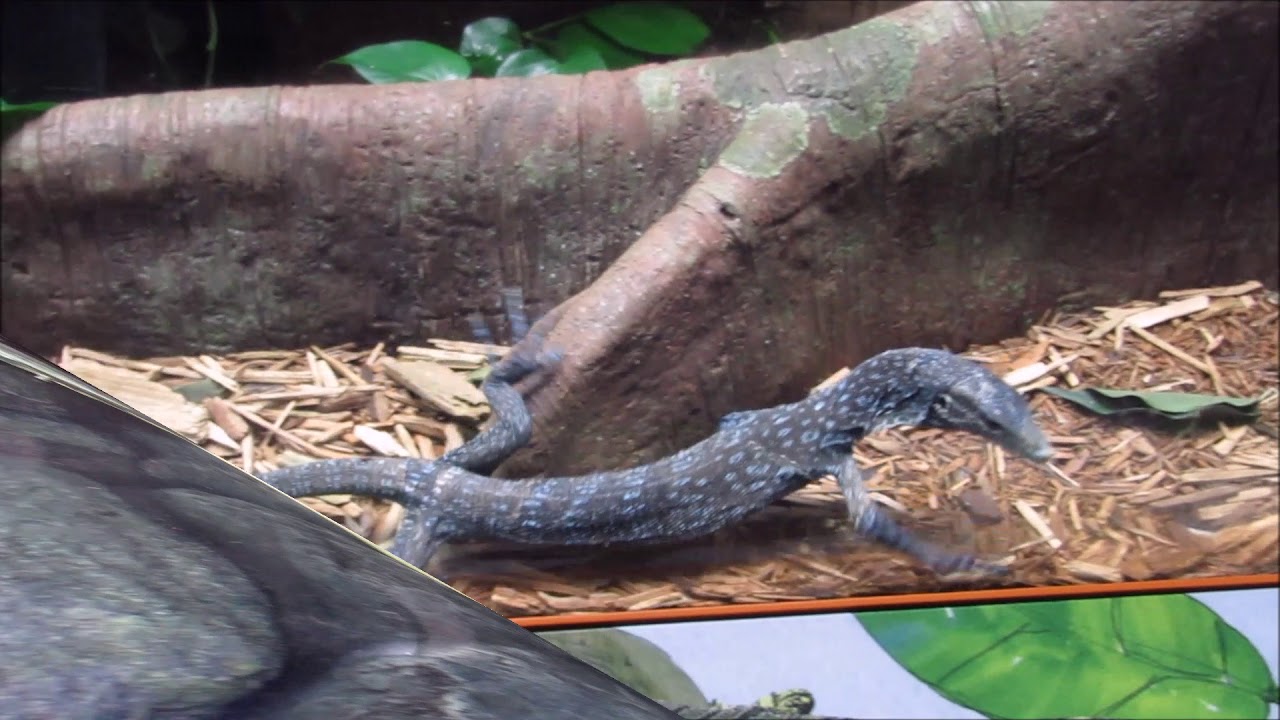Lizards at the Bronx Zoo, Bronx, New York, October 13, 2017 - YouTube