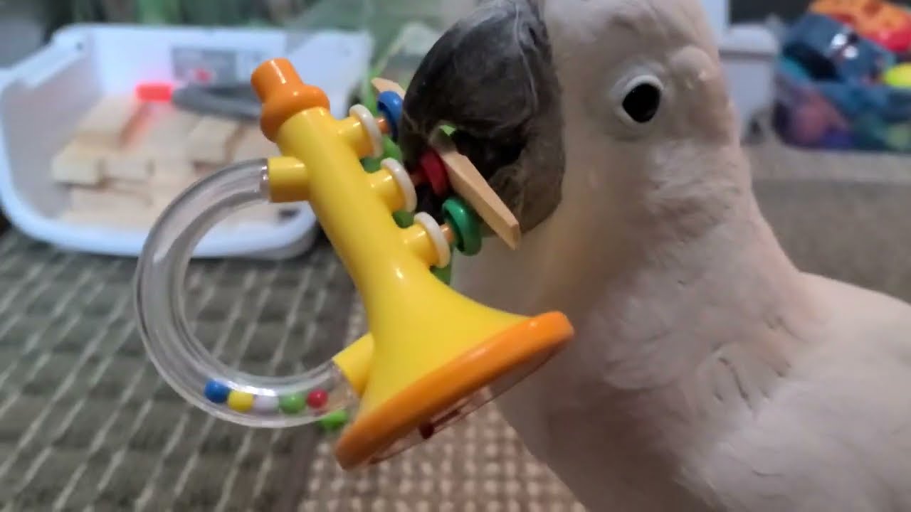 Max Is Busy Today - YouTube