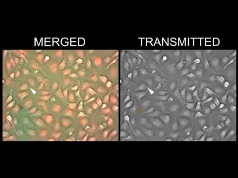 2018 Bosio I I mitochondria video 2