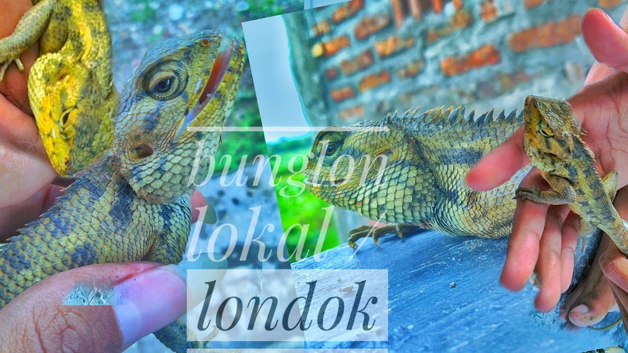 Review bunglon londok / bunglon lokal - YouTube