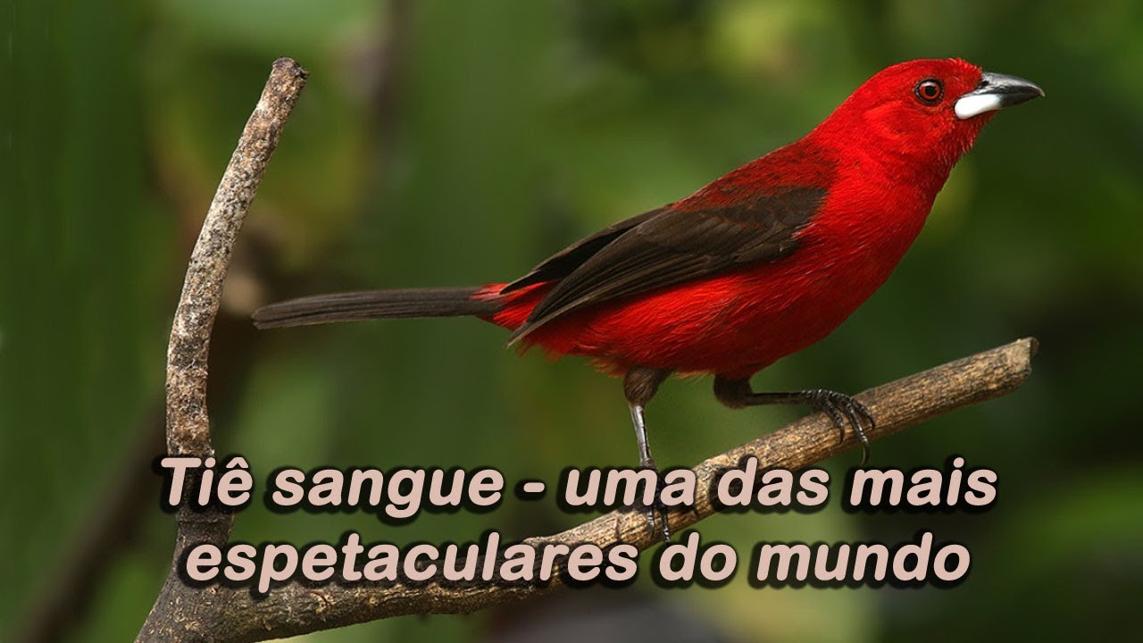 Tiê sangue | Ramphocelus bresilius | Mata Atlântica - YouTube