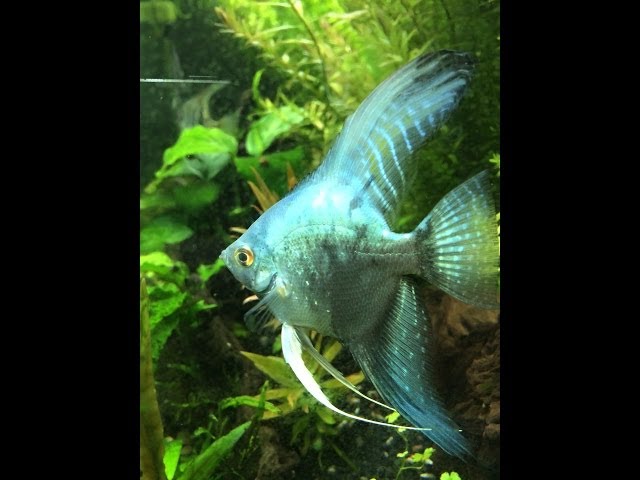 Philippine Blue Angelfish
