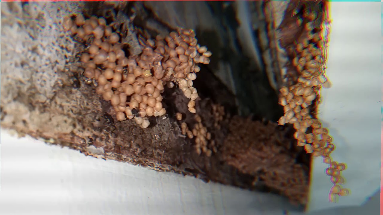 Binahayan ng kiyot | Stingless bee - YouTube