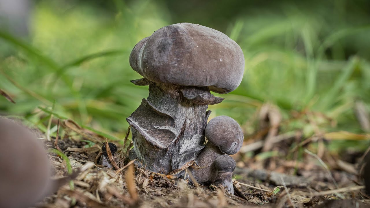 Black Velvet Boletes (Tylopilus alboater) - YouTube