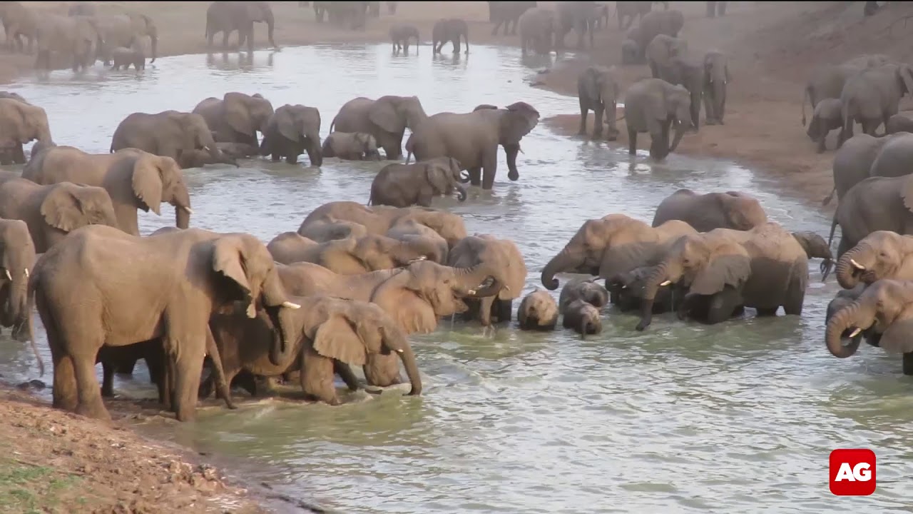 Count the elephants - YouTube