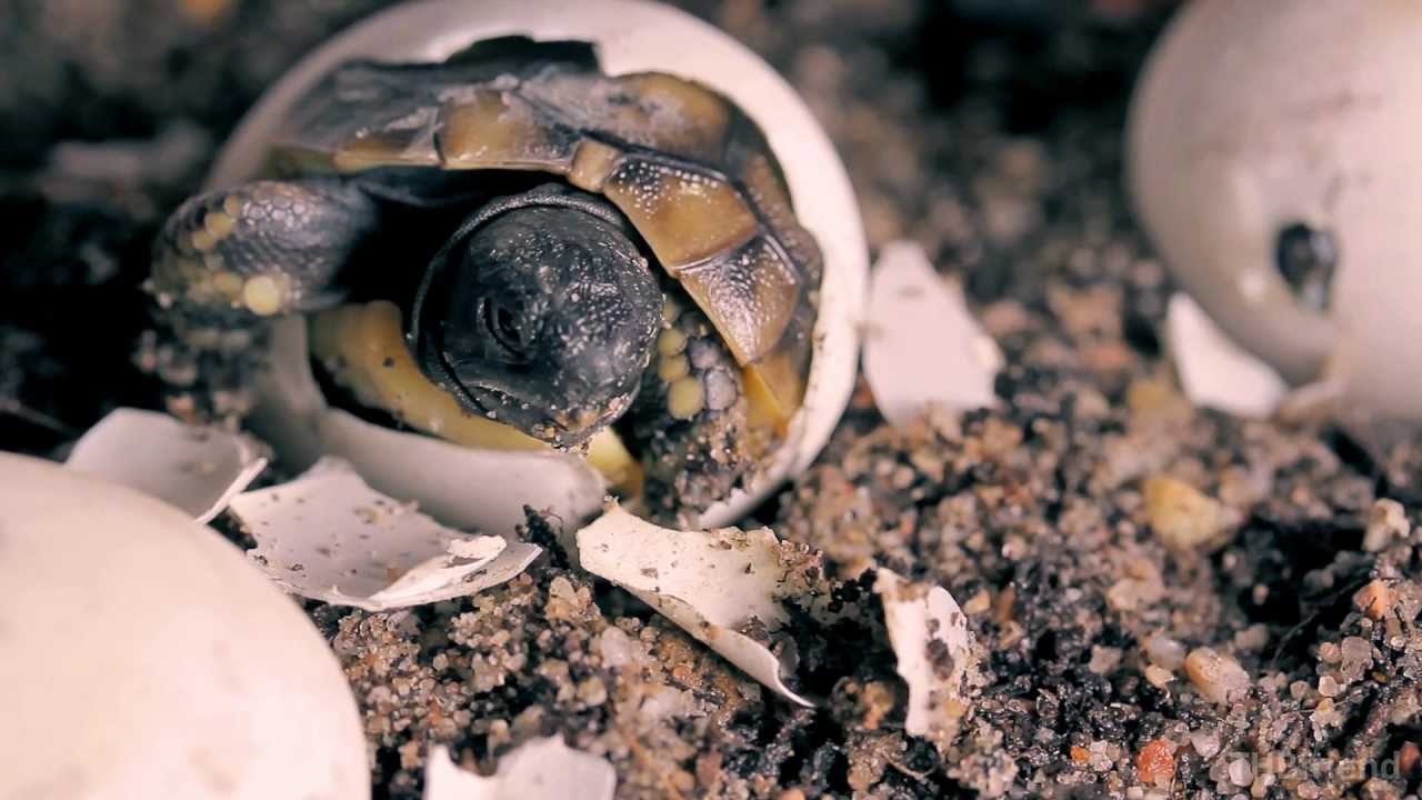 Hatching tortoises - YouTube
