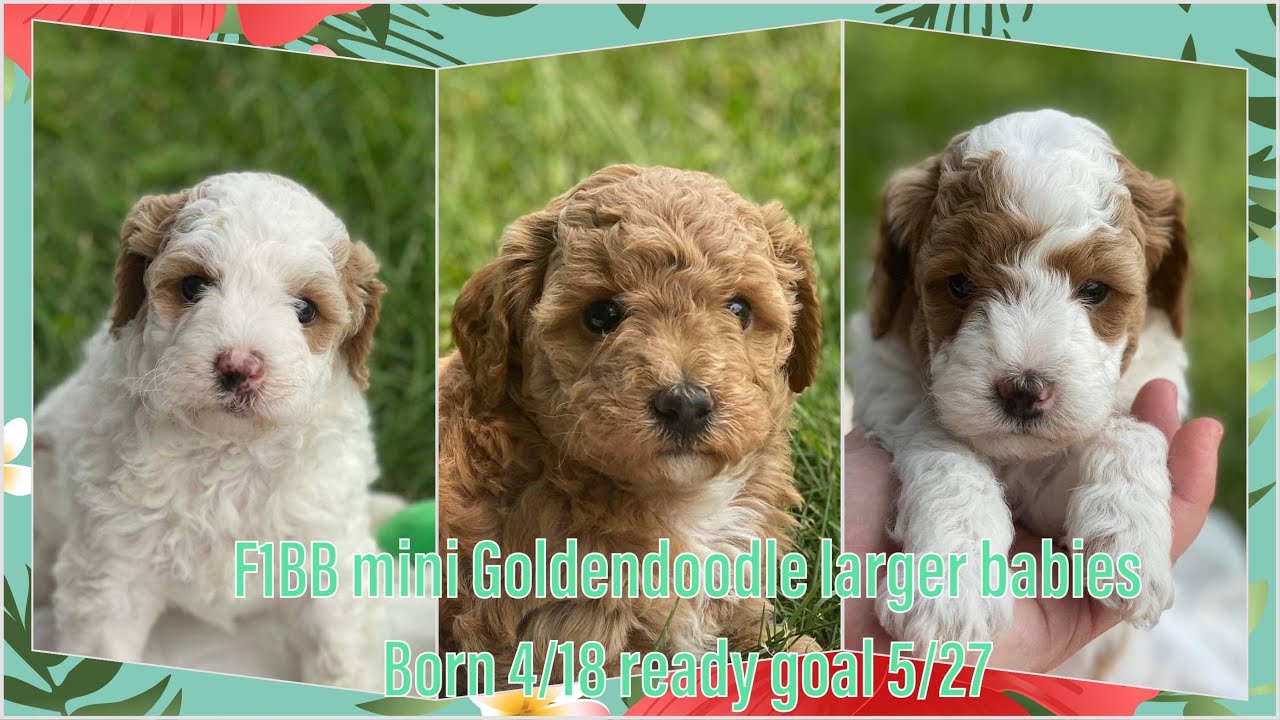 Adorable F1BB mini Goldendoodle larger babies Born 4/18 ready goal 5/27 ...