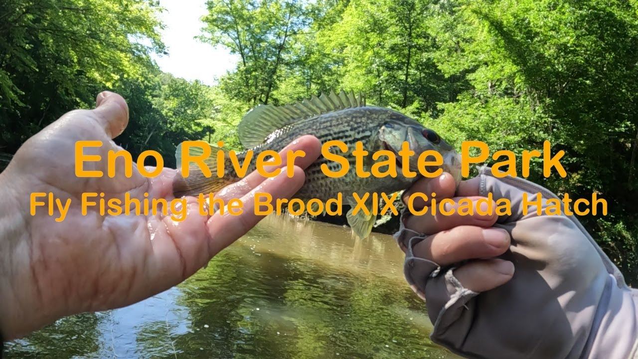 Fly Fishing Eno River State Park NC ! Brood XIX 13 Year Cicada Hatch ...