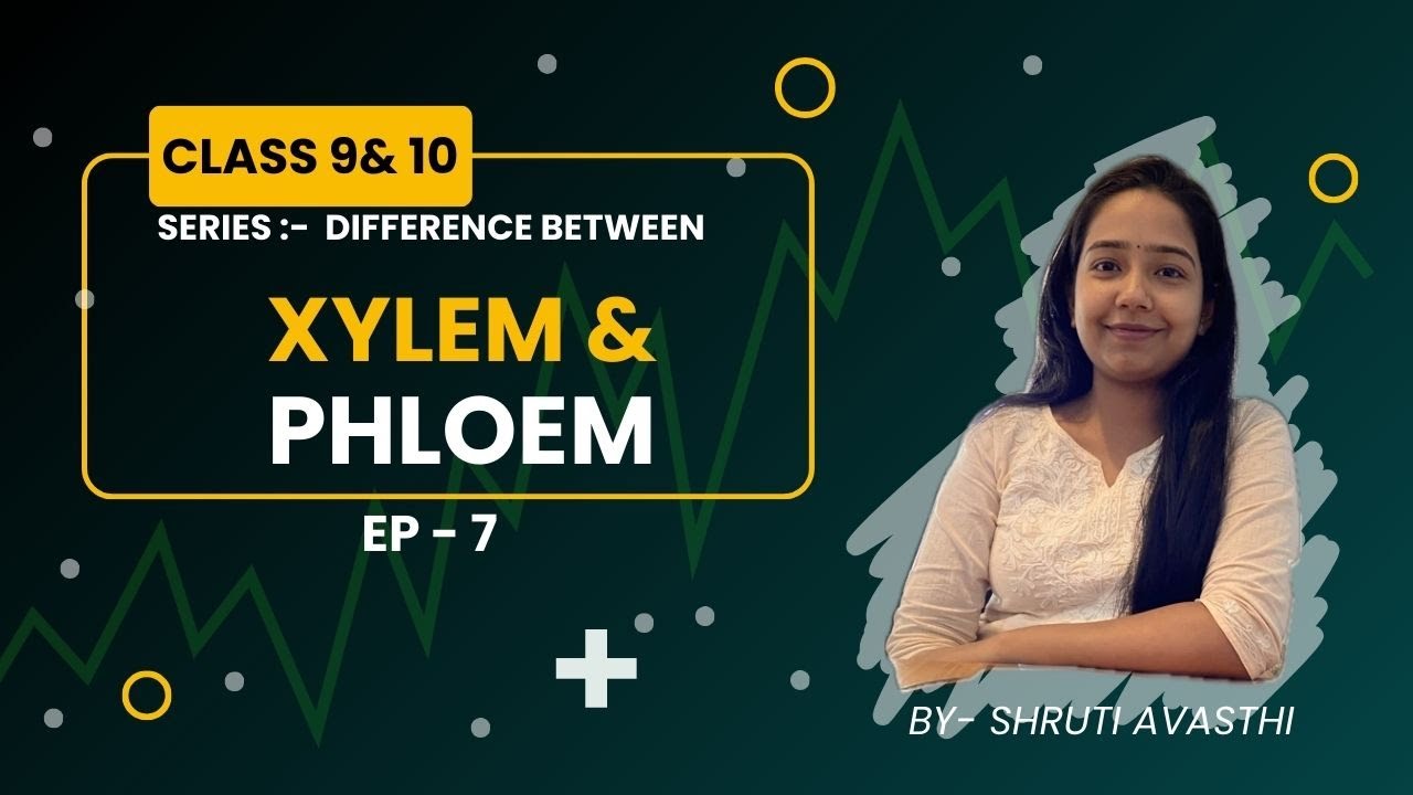 Difference between Xylem & Phloem | Class 9 & 10 |Science | CBSE ...
