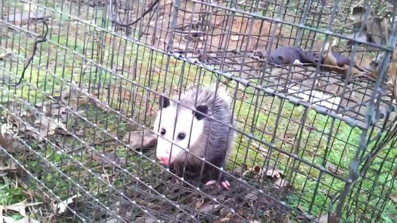 Angry Opossum - YouTube