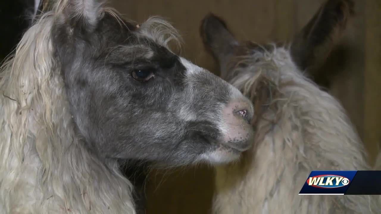 Mysterious attack leaves 6 llamas dead - YouTube