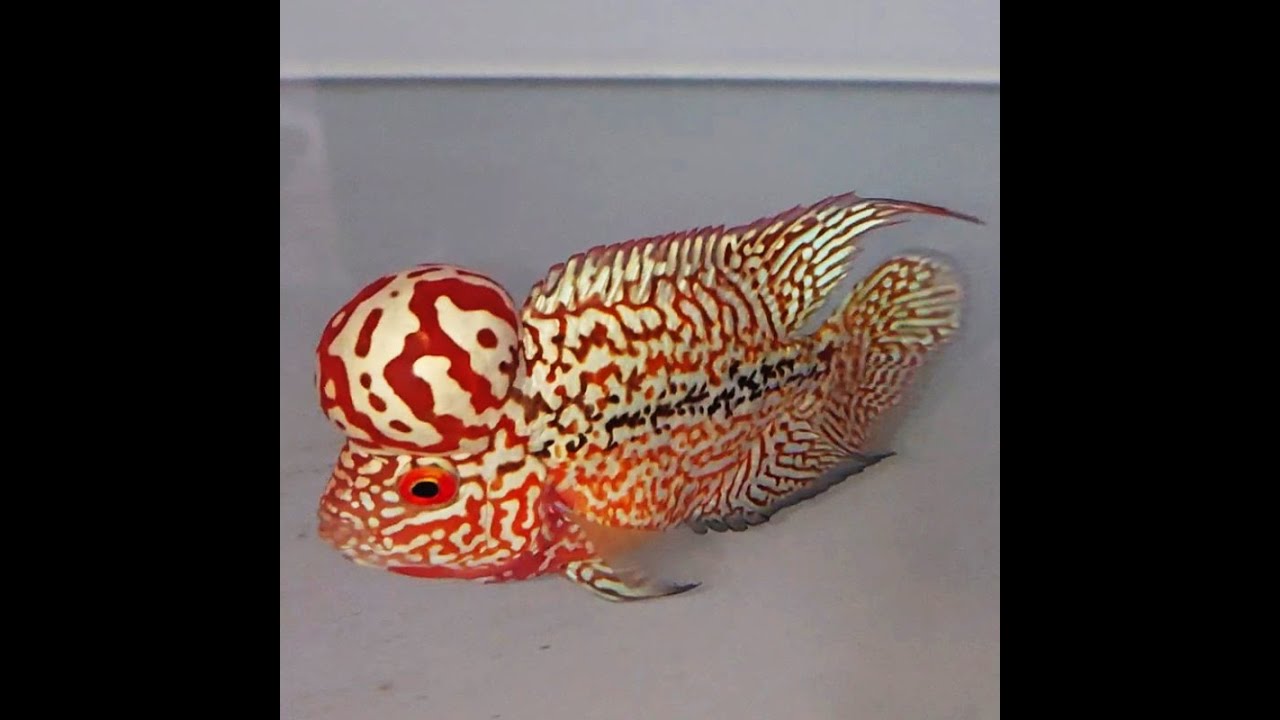 Super Rare Pattern Of Pearl Flowerhorn Big Head F2 Kamfa Red Full Body ...