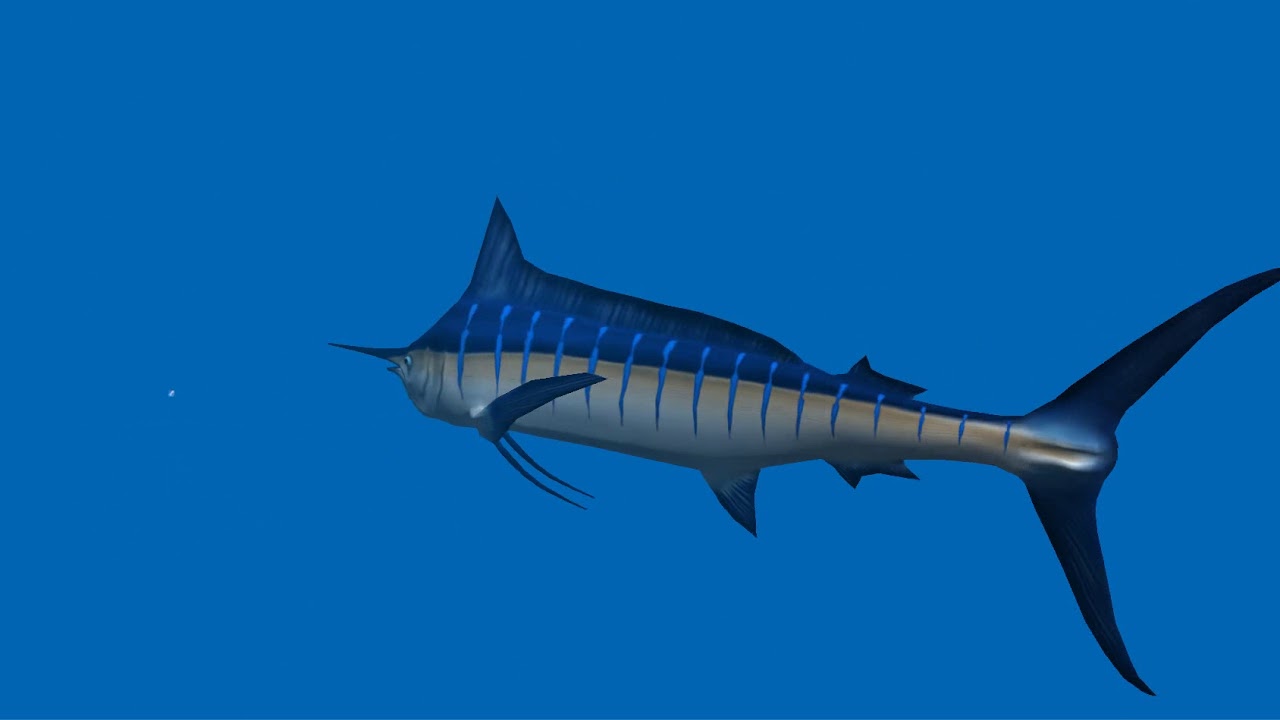 Marlin Animations Demo - YouTube