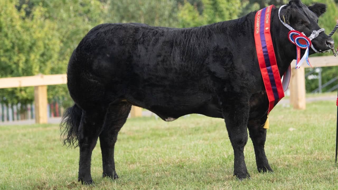 Unseen footage Nottingham Christmas Fat Stock Show, 1987. - YouTube