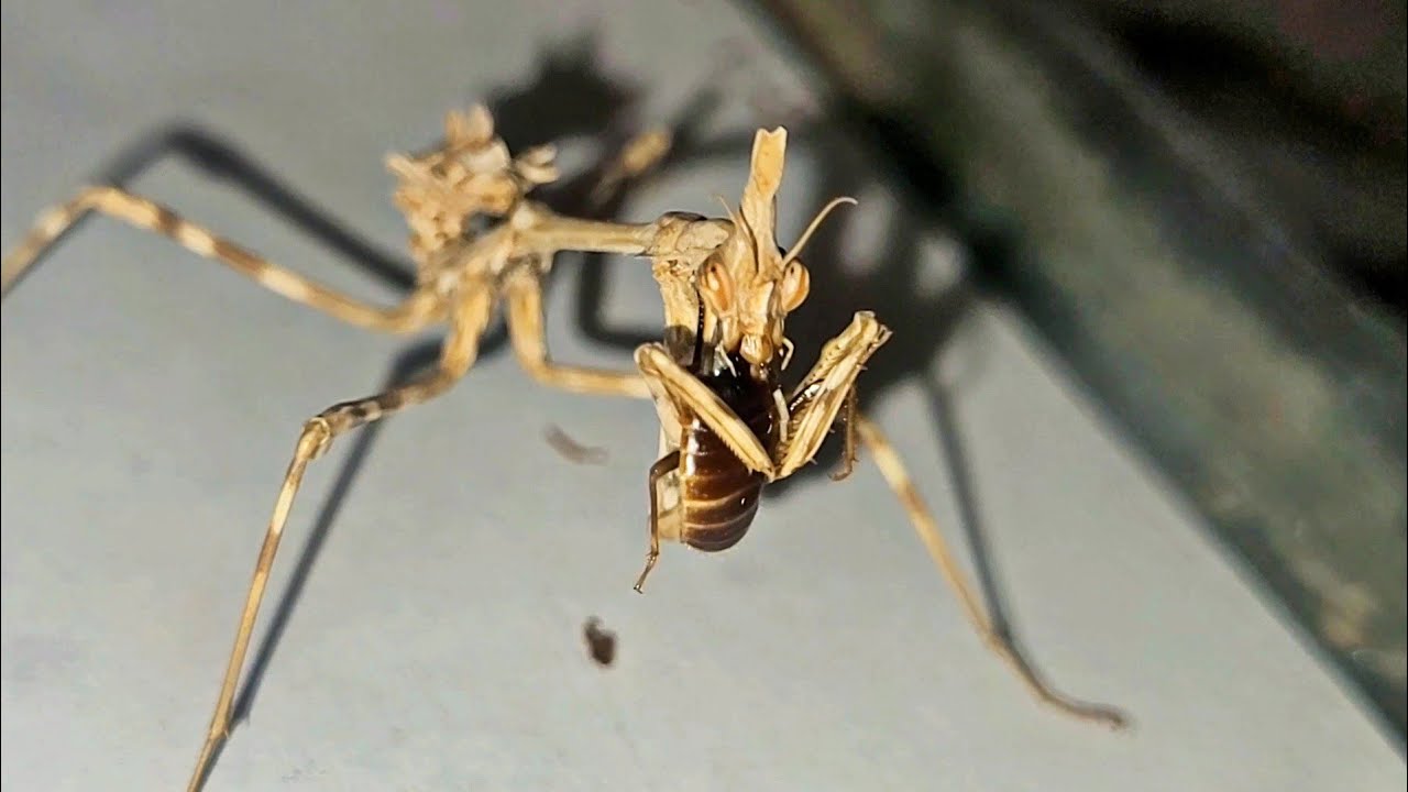 The Mantis Eats The Termite - YouTube