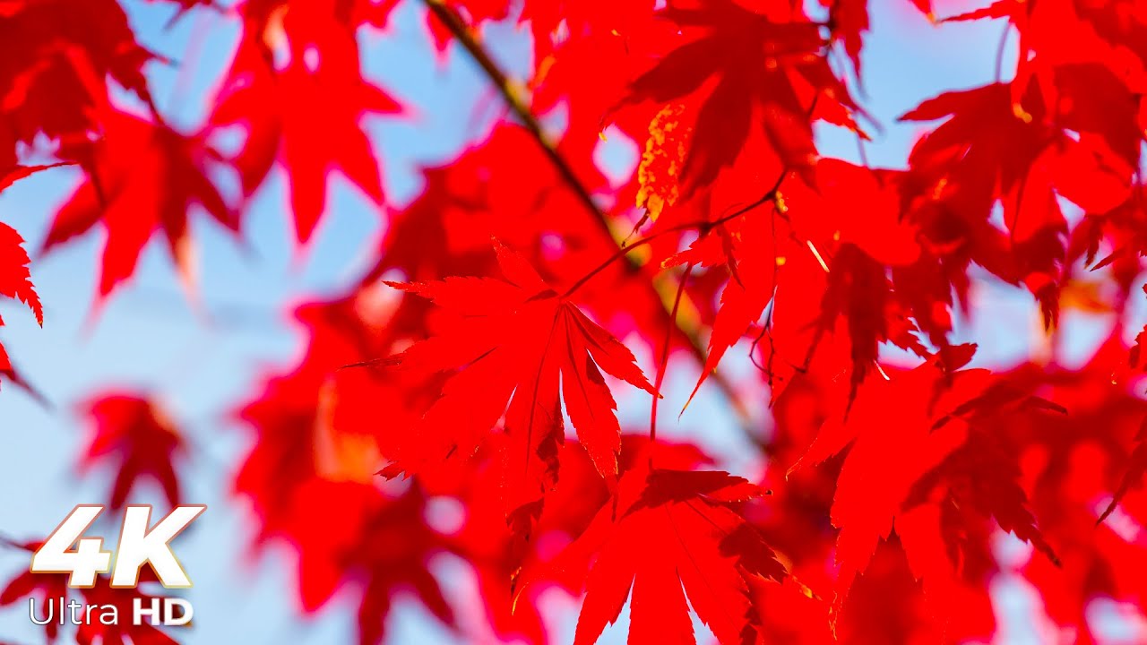 Beautiful Autumn Scenery in 4K Ultra HD - 4K Fall Foliage - 4K ...