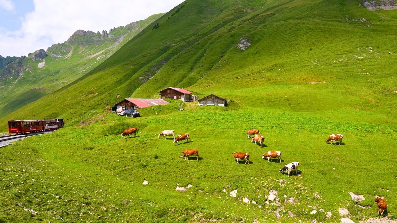 🌸 🌿 🌷 Spring Vibes in Switzerland 🇨🇭 🍀 Beautiful Swiss Countryside with ...