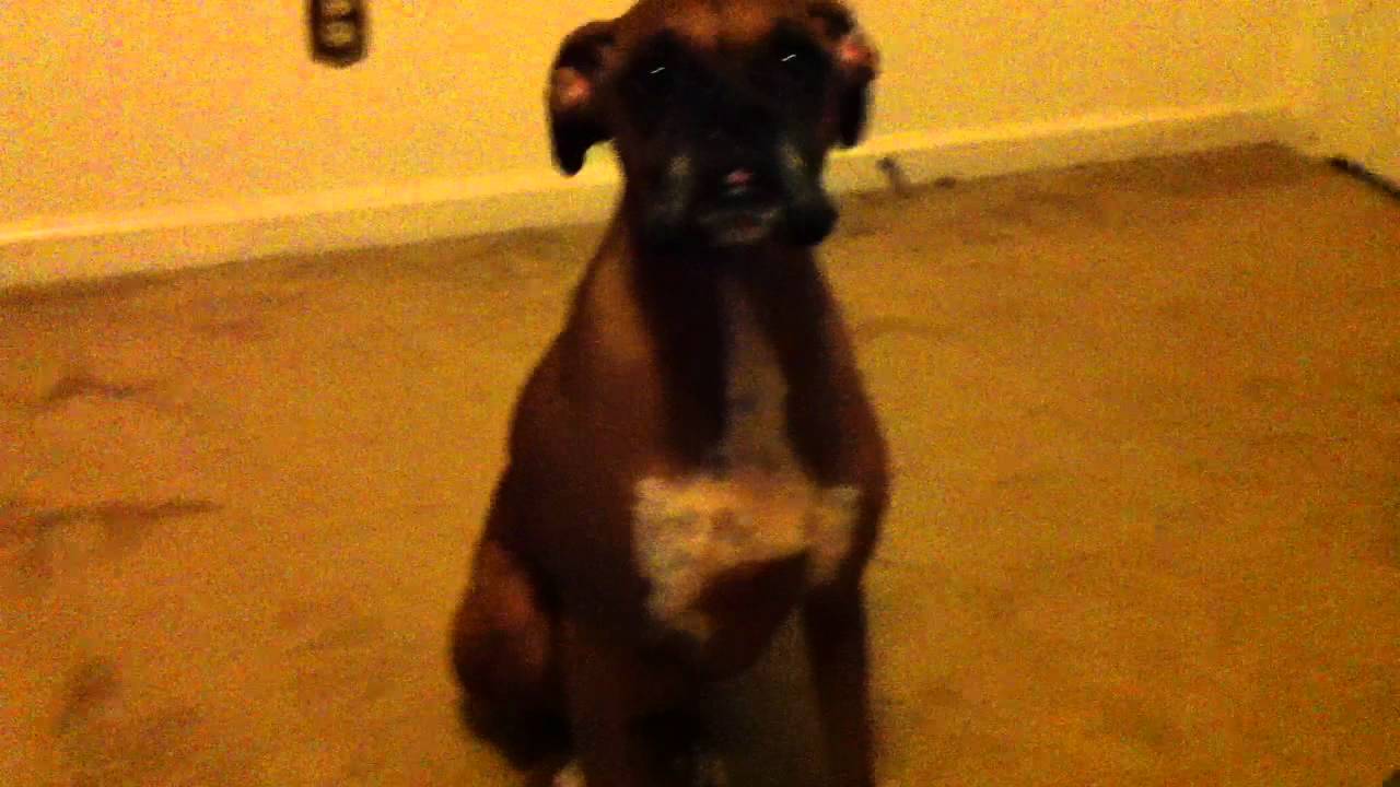 Talking Boxer So Funny - YouTube