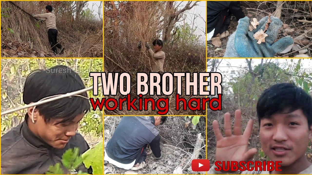 Two brother doing Hardworking😊👬|| Mitho guffgaaffka sath||# ...