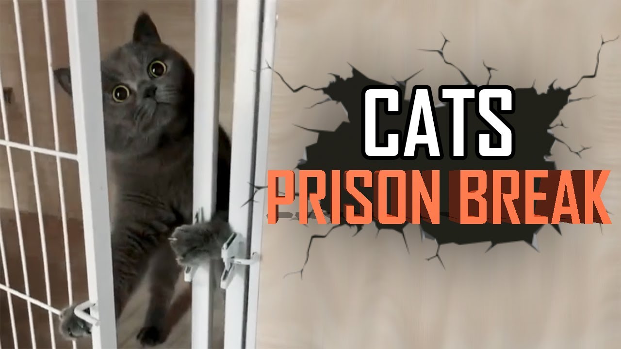 Cat Cage Escape! Cats Breaking out Cage compilation 2019! (They Are So ...